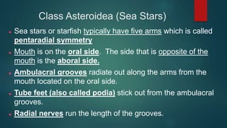 Echinodermata classification | PPTX