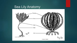 Sea Lily Anatomy