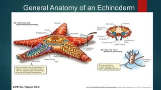 Echinodermata Anatomy
