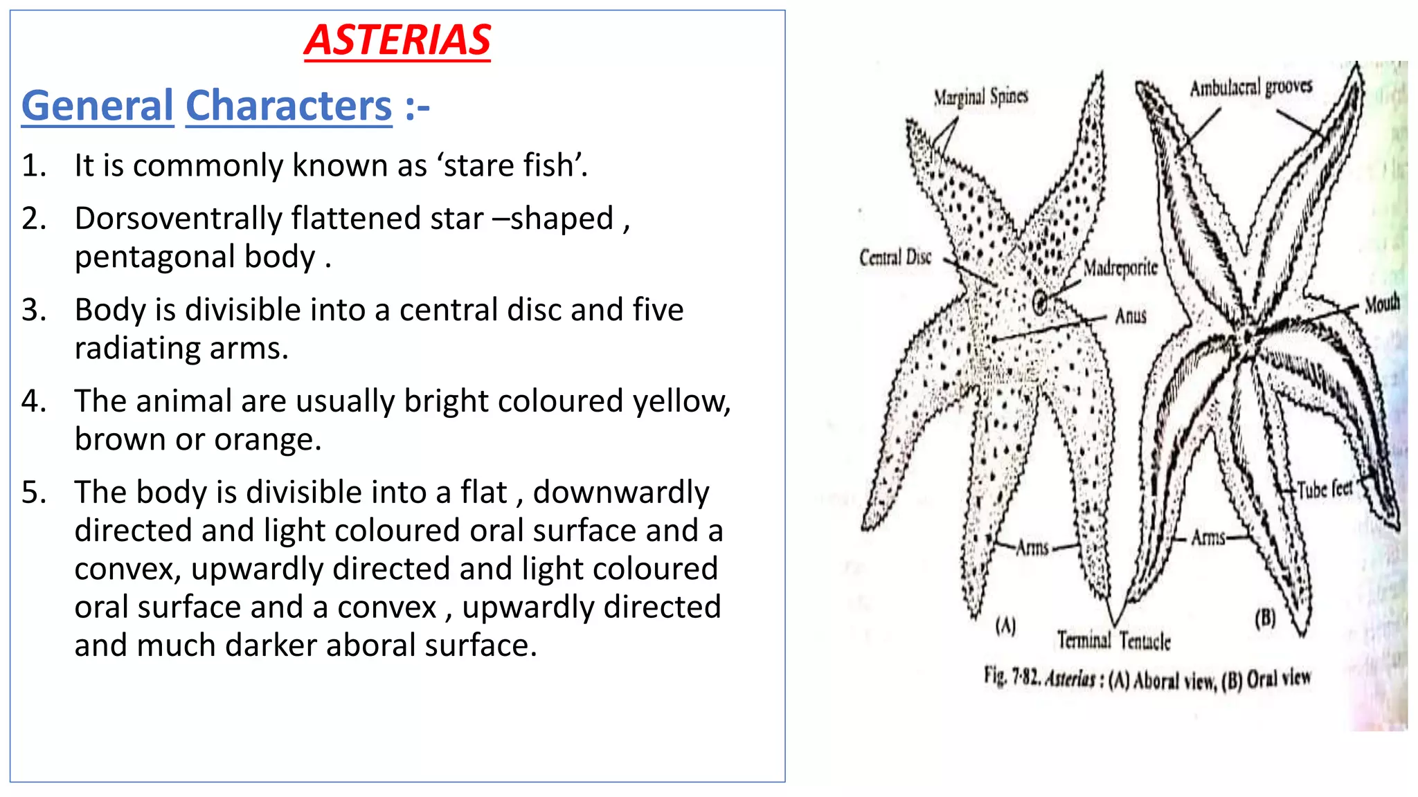 Echinodermata Classification.pptx