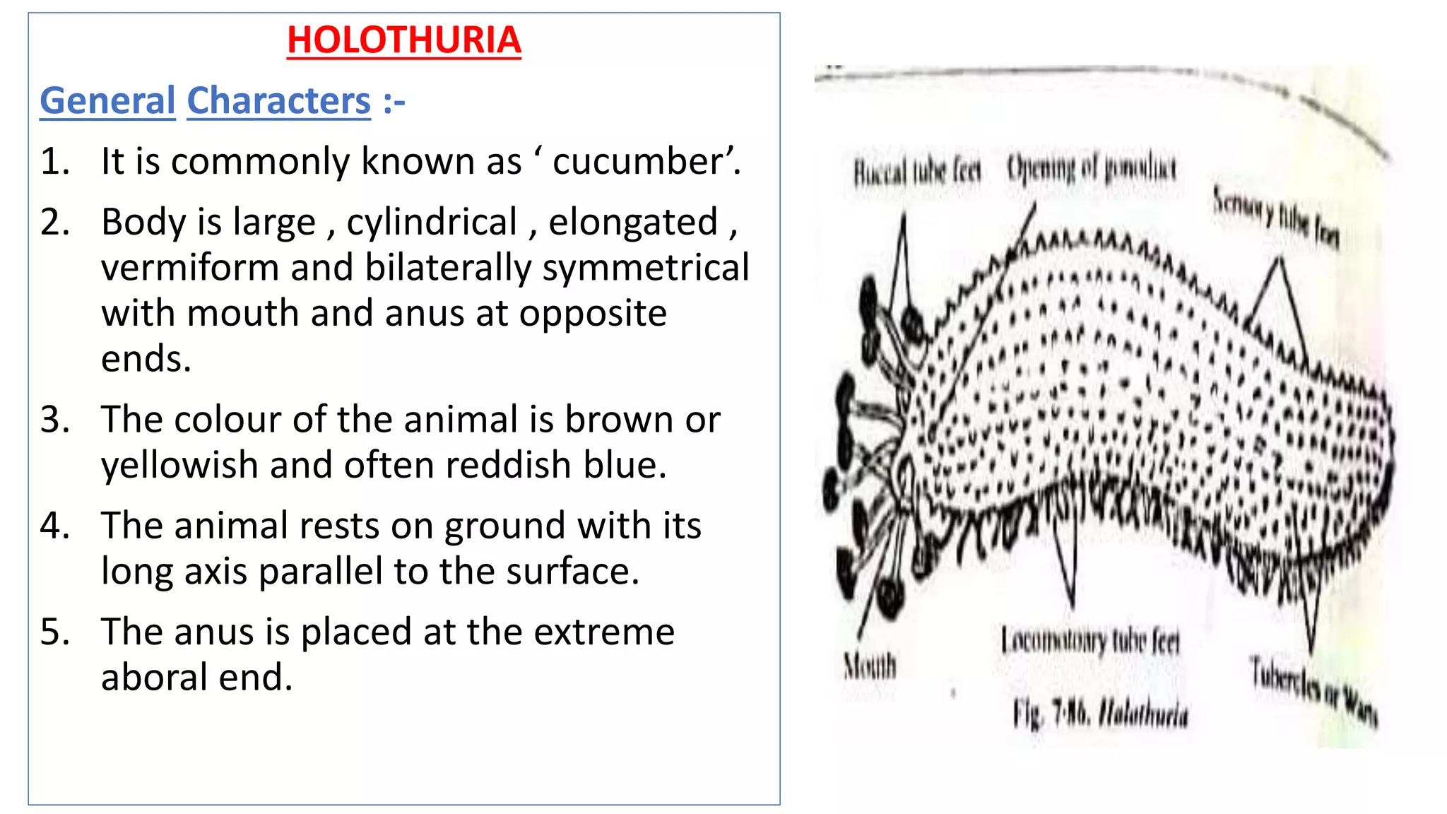 Echinodermata Classification.pptx