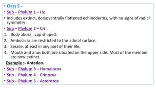 Echinodermata Classification.pptx