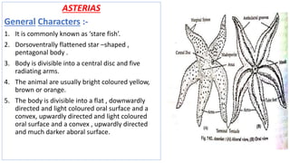 Echinodermata Classification.pptx