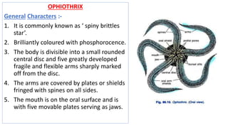 Echinodermata Classification.pptx