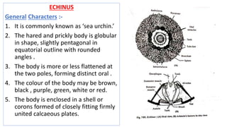 Echinodermata Classification.pptx