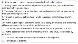 Echinodermata Classification.pptx