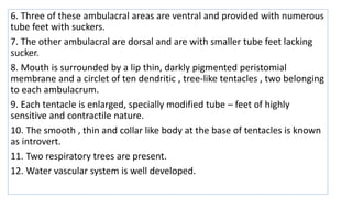 Echinodermata Classification.pptx