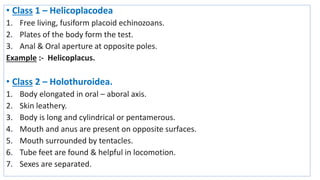 Echinodermata Classification.pptx