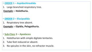 Echinodermata Classification.pptx