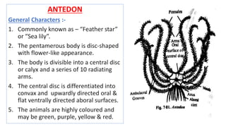 Phylum Echinodermata Antedon