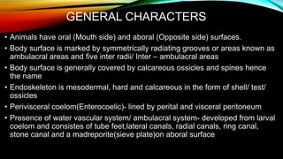 Echinodermata general characters | PPTX