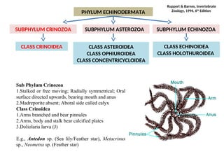 Echinodermata_New types and clasification.ppt
