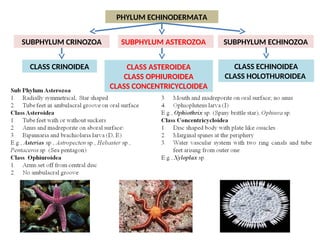 Echinodermata_New types and clasification.ppt