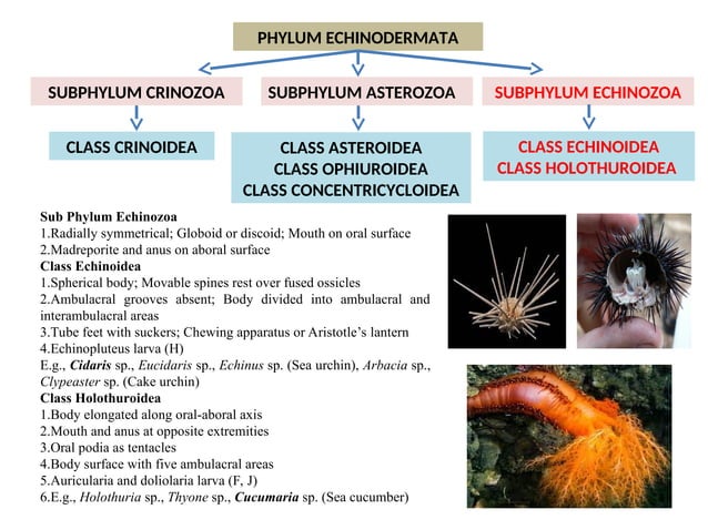 Echinodermata_New types and clasification.ppt