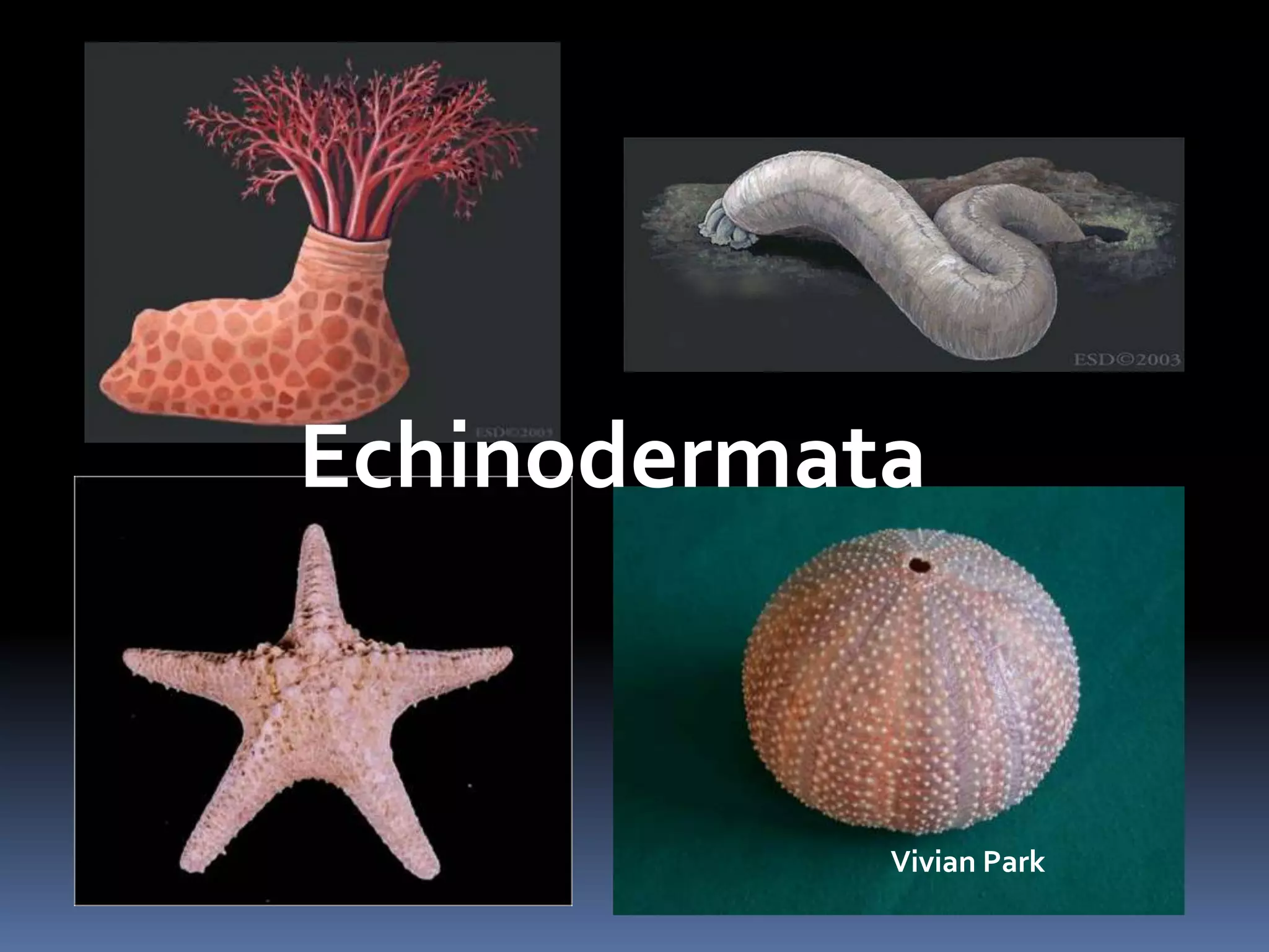 Echinodermata Presentation | PPTX
