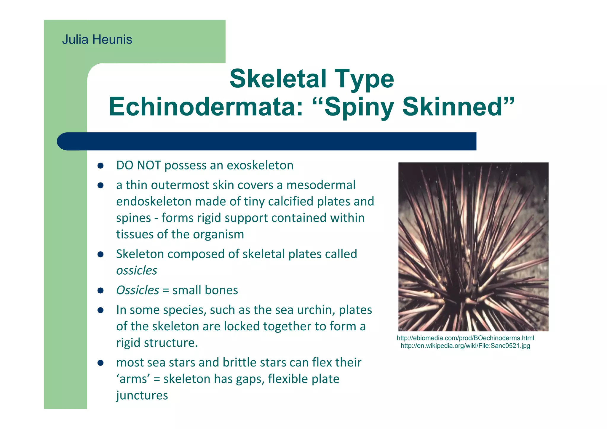 Echinodermata presentation | PDF