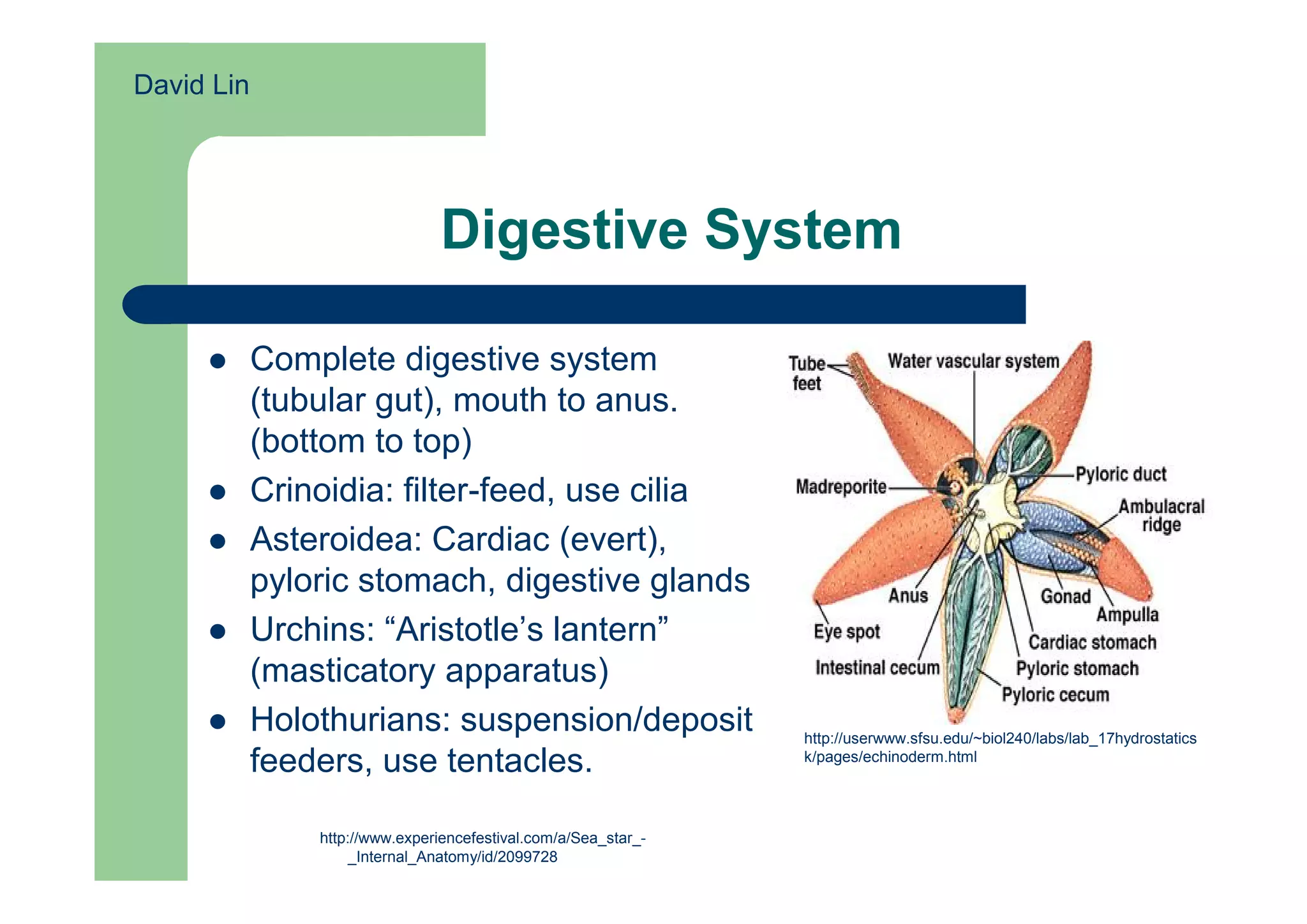 Echinodermata presentation | PDF