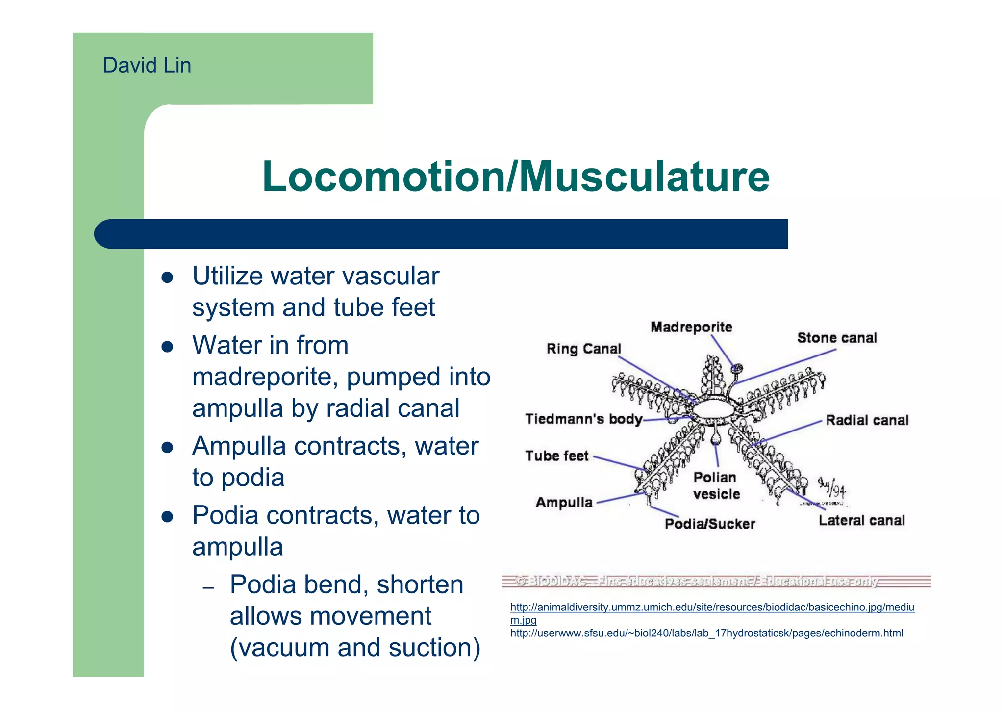 Echinodermata presentation | PDF