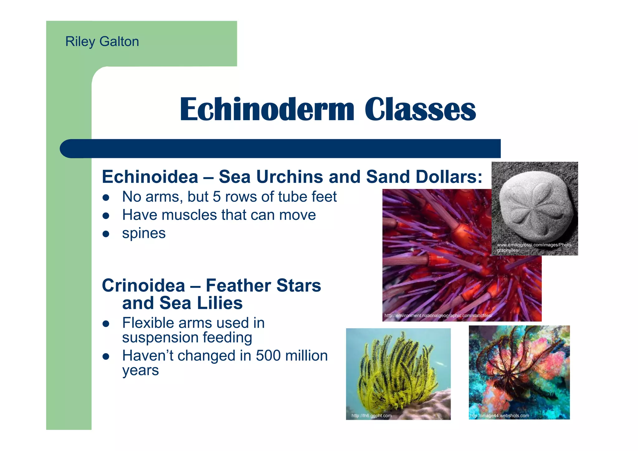 Echinodermata presentation | PDF