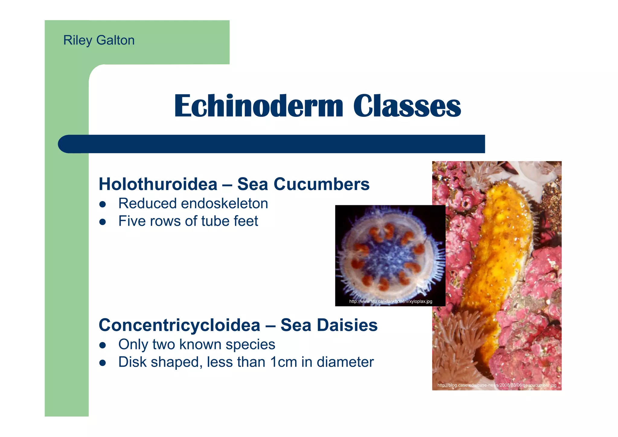 Echinodermata presentation | PDF