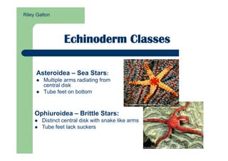 Echinodermata presentation | PDF