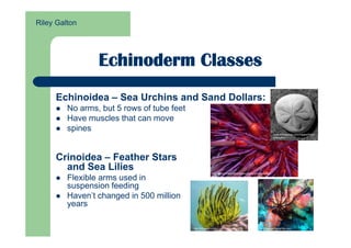 Echinodermata presentation | PDF