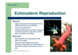 Echinodermata presentation | PDF