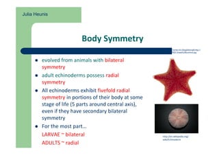 Echinodermata presentation | PDF