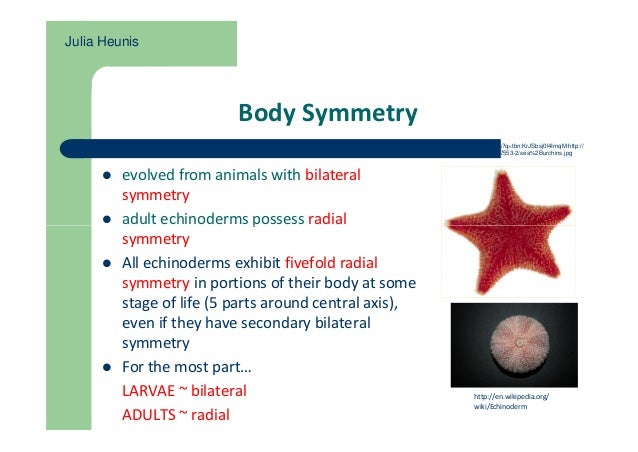 Echinoderms Symmetry