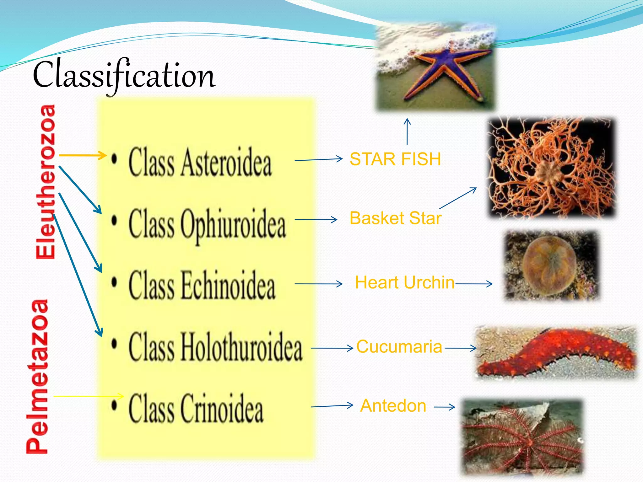 Phylum Echinodermata | PPT