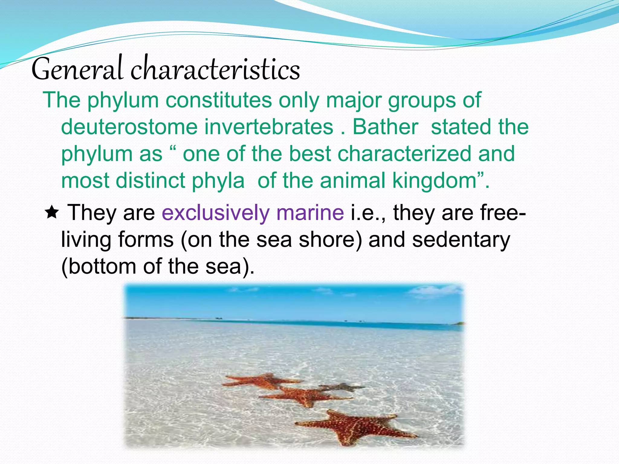 Phylum Echinodermata | PPT