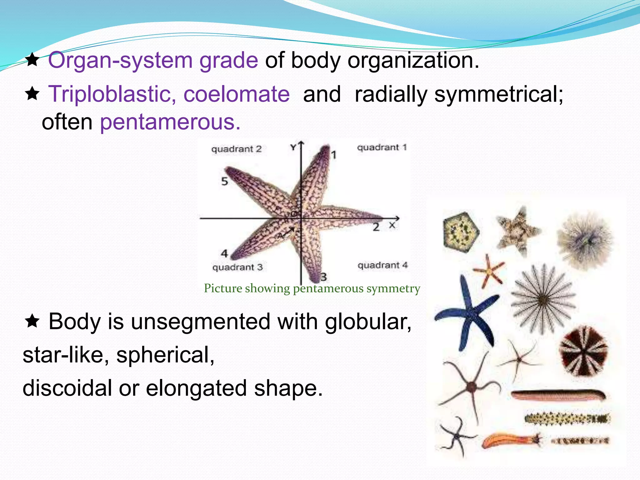 Phylum Echinodermata | PPT
