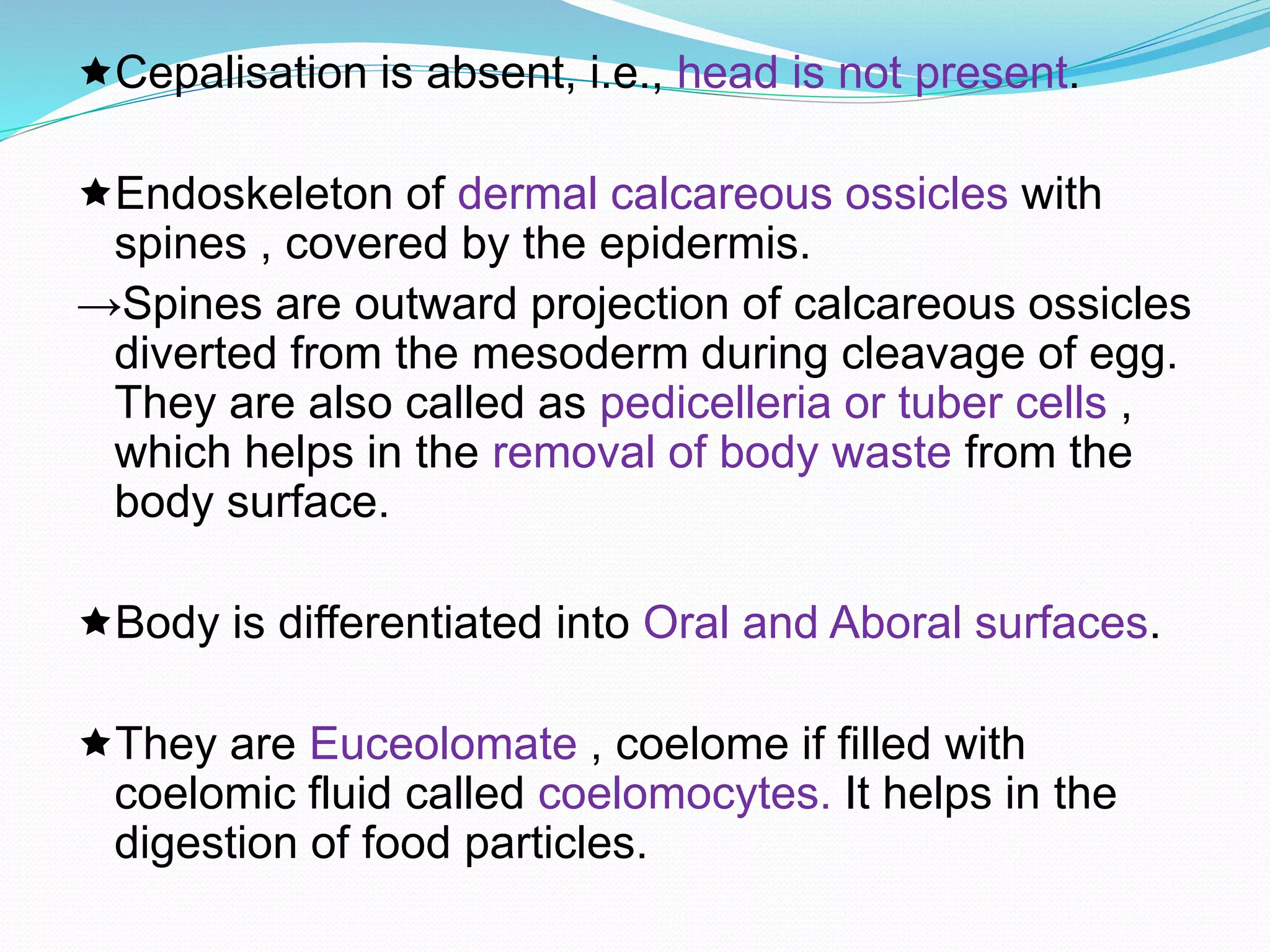 Phylum Echinodermata | PPT