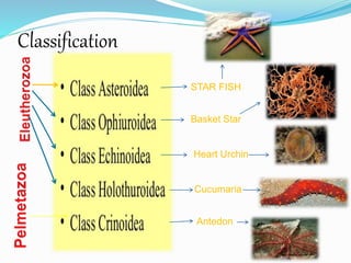 Phylum Echinodermata | PPT