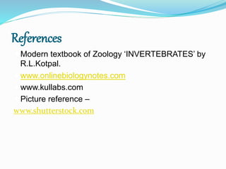 Phylum Echinodermata | PPT