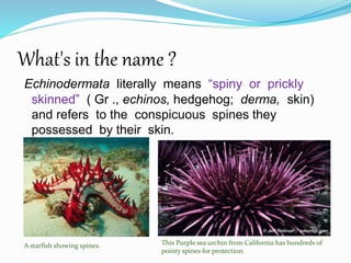 Phylum Echinodermata | PPT