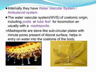 Phylum Echinodermata | PPT