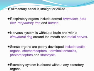 Phylum Echinodermata | PPT