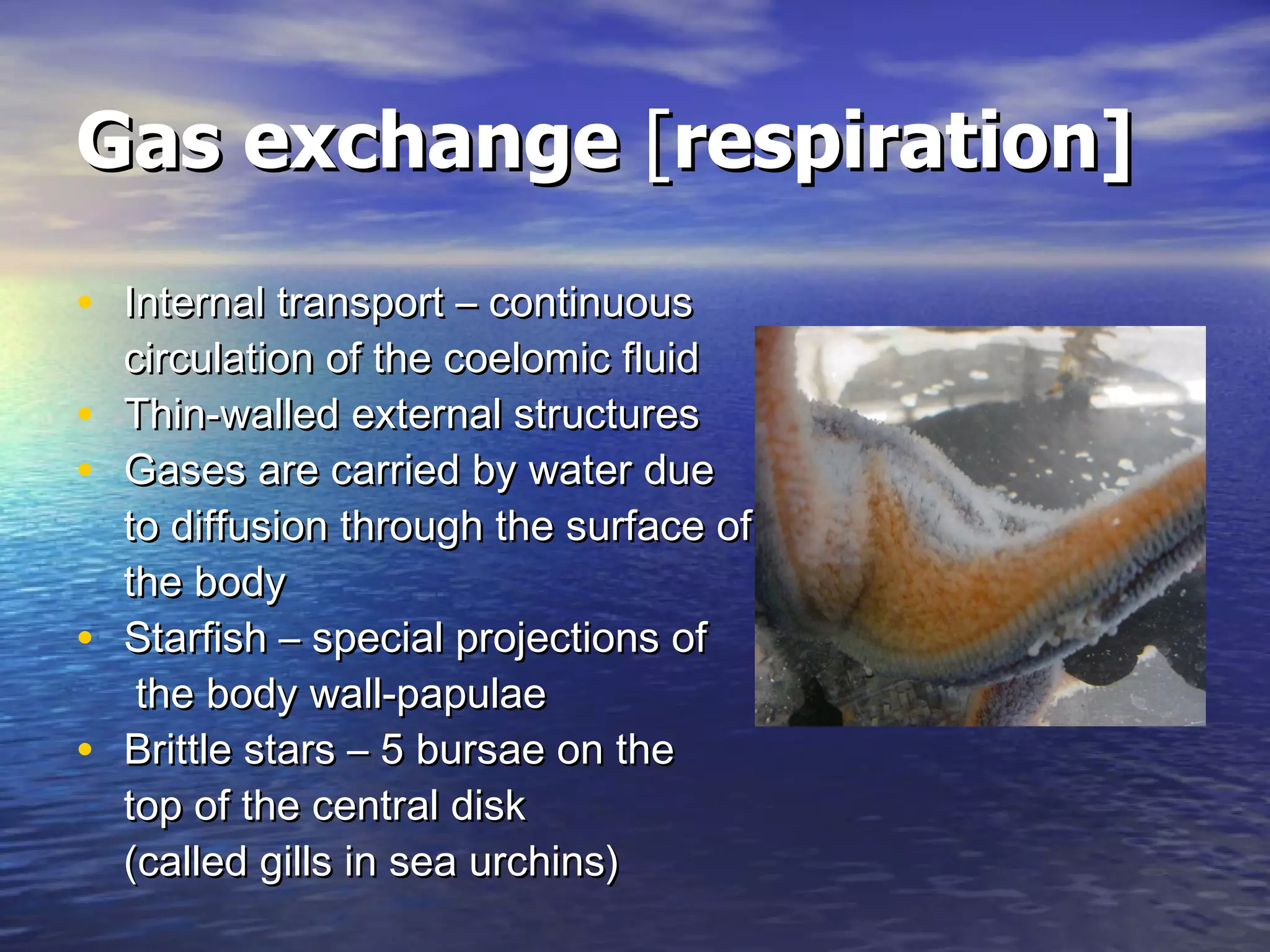 Echinodermata velina gergana 10 5 | PPT