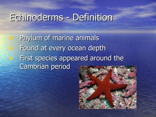 Echinodermata velina gergana 10 5 | PPT