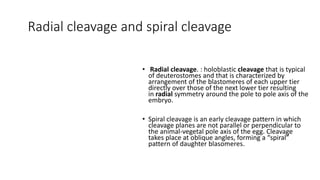 Echinoderm embryology | PPT
