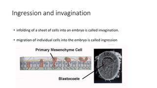 Echinoderm embryology | PPT