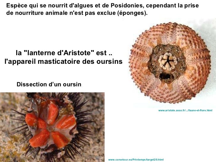 Echinodermes