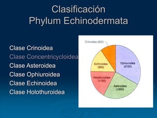 echinodermos.ppt funciones caracteristicas | PPT