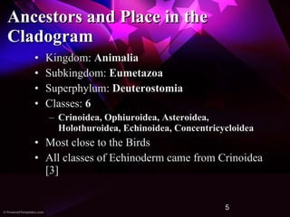 Echinoderm pavel aleksandra | PPT