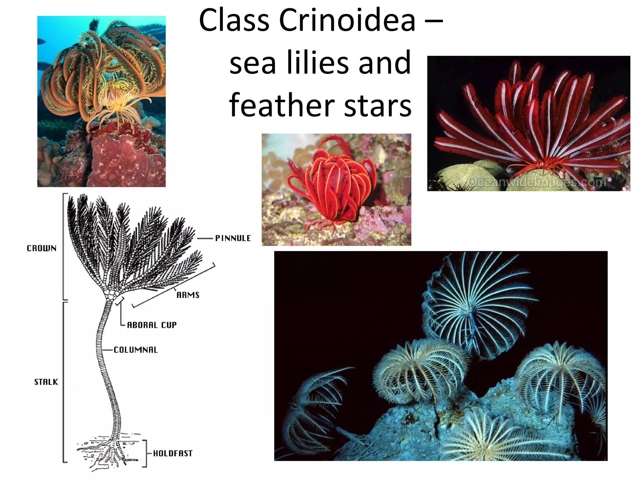 Echinoderm powerpoint | PPT