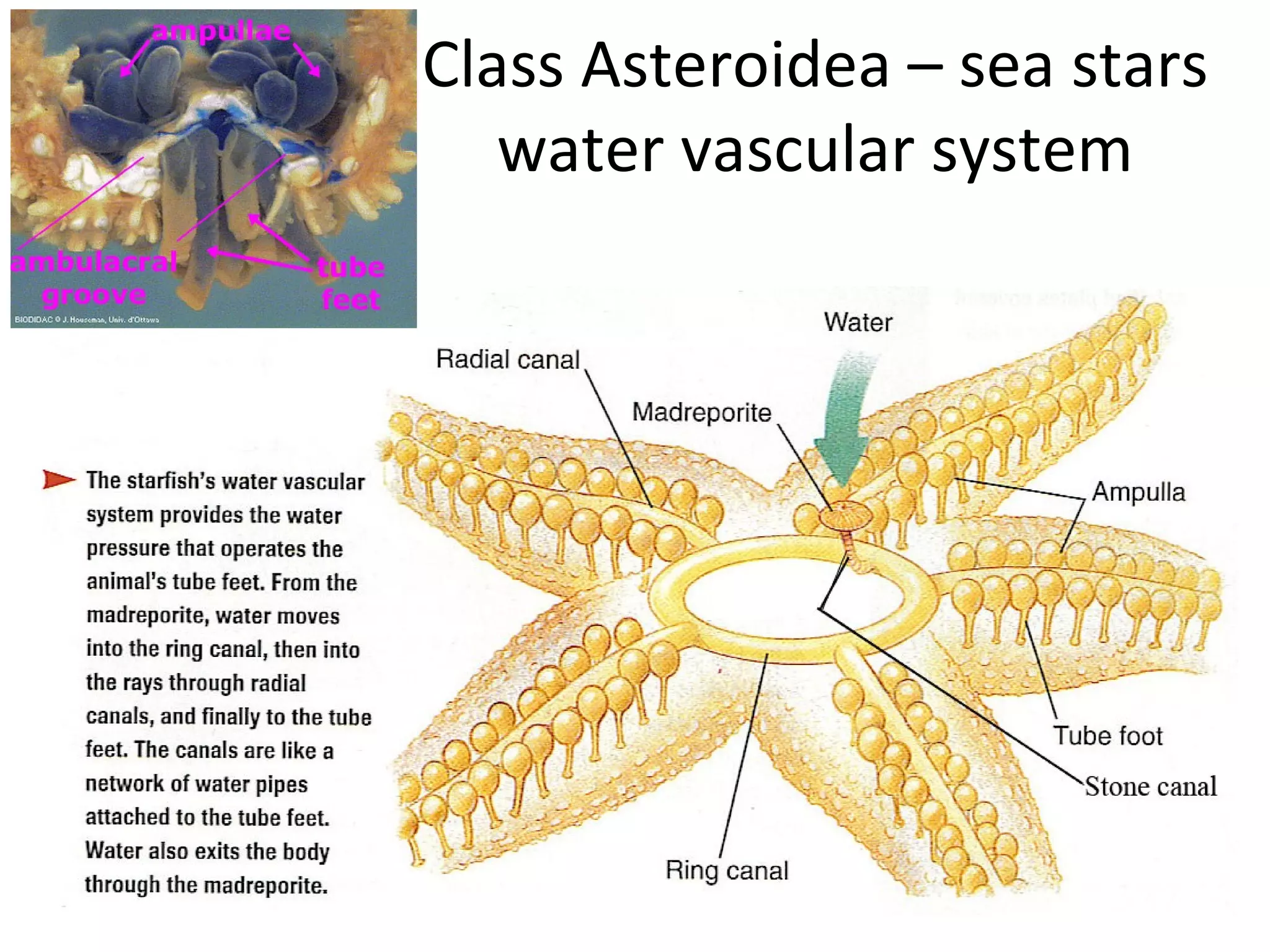Echinoderm powerpoint | PPT