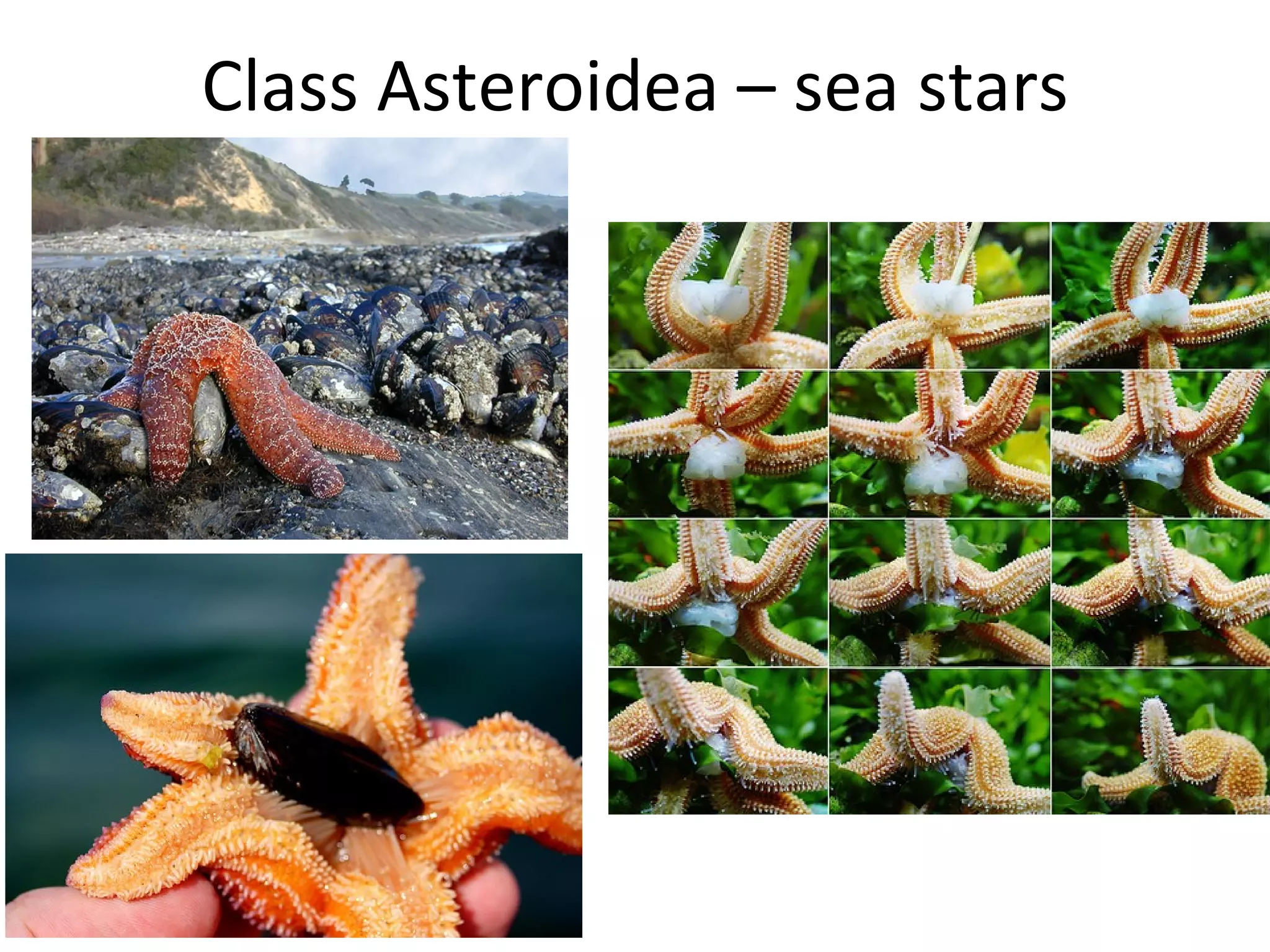 Echinoderm powerpoint | PPT