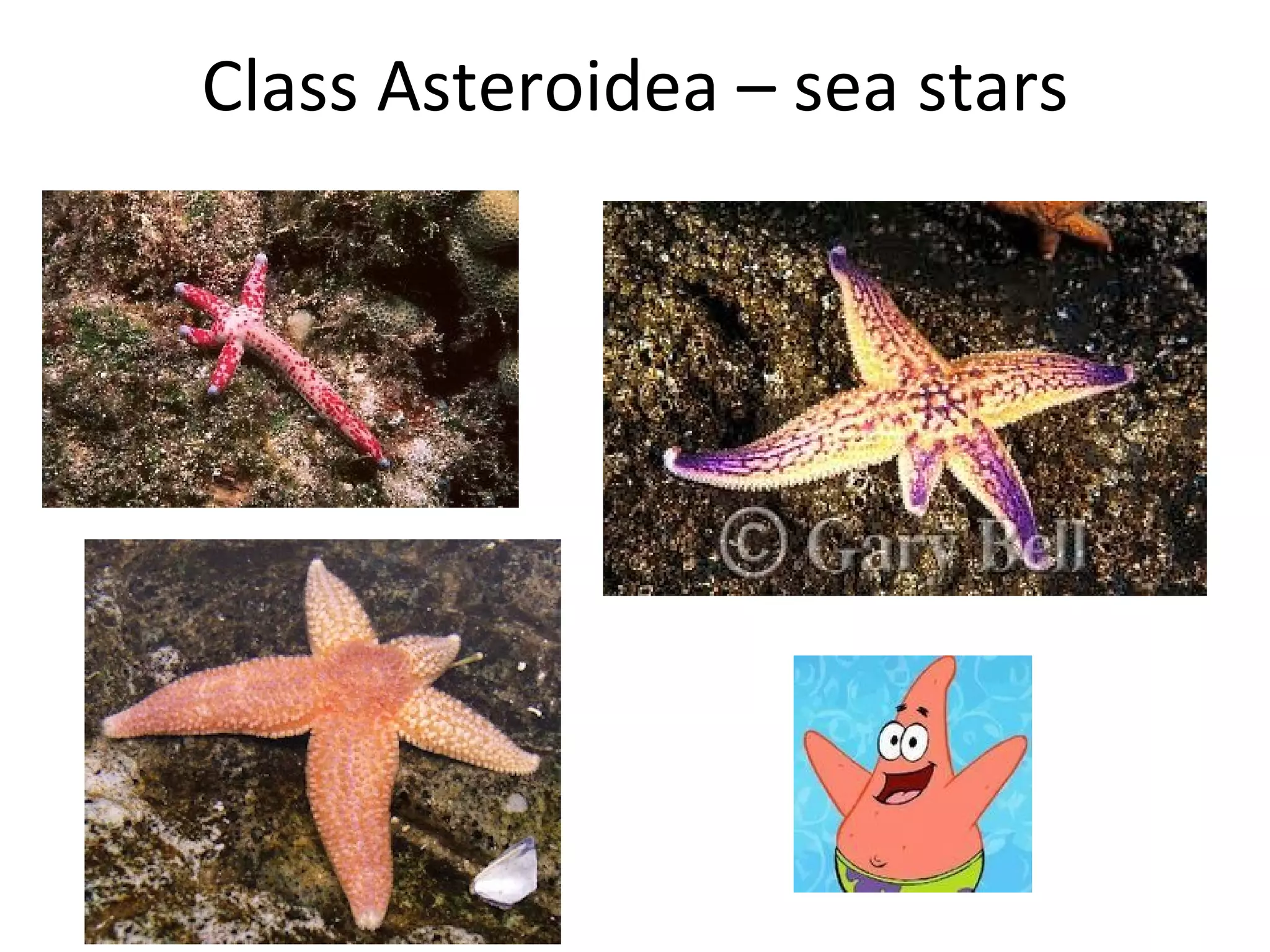 Echinoderm powerpoint | PPT