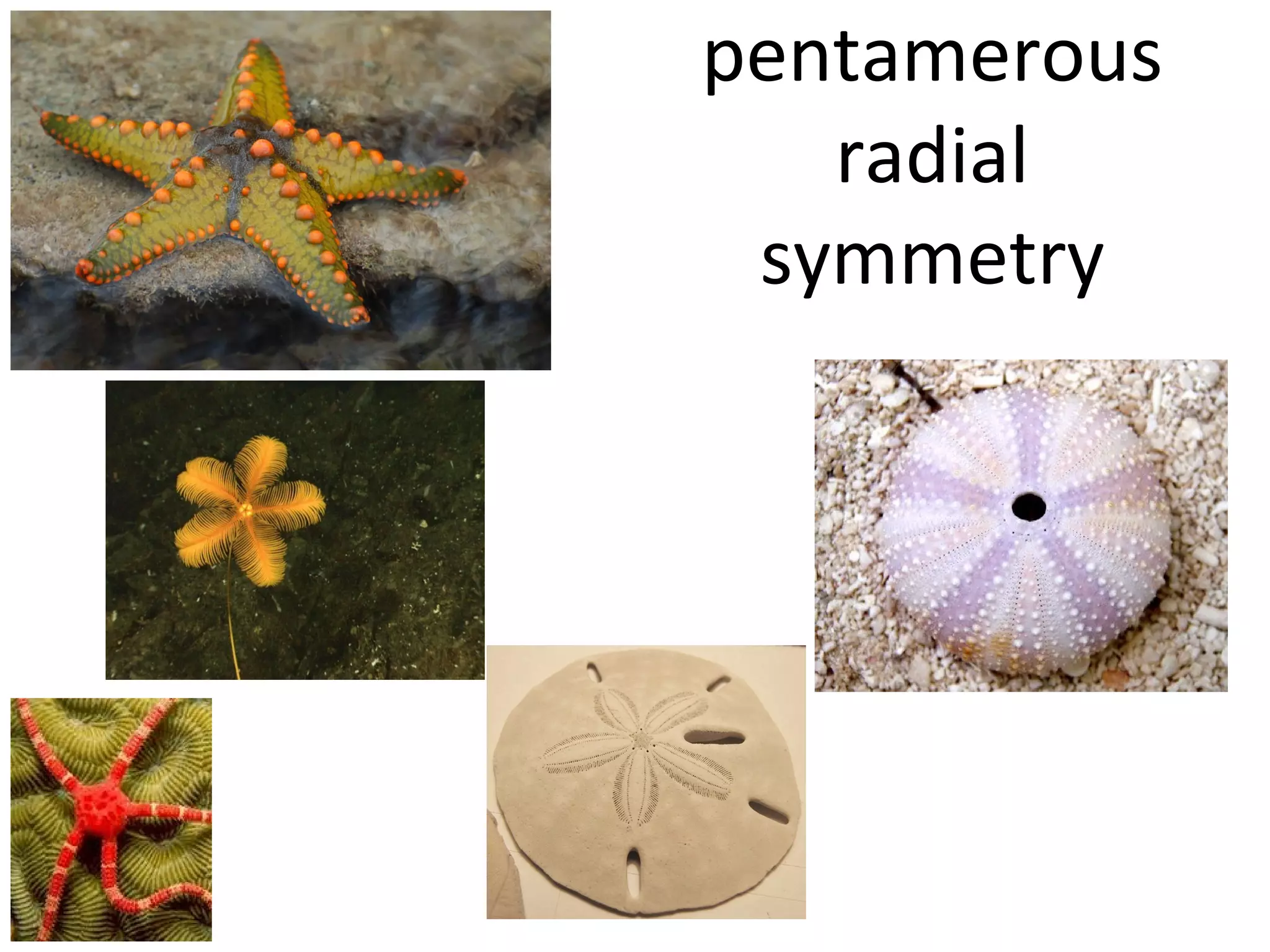 Echinoderm powerpoint | PPT